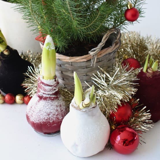 Amaryllis - Hippeastrum 'Wax Snow White' - Bulbe de fleur - Rouge ...