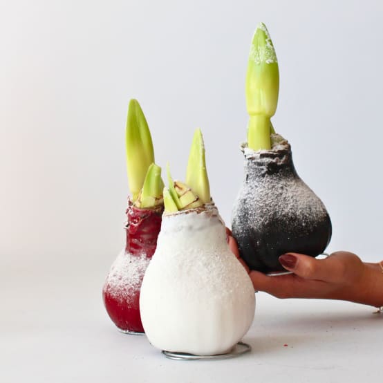 Amaryllis - Hippeastrum 'Wax Snow White' - Bulbe de fleur - Rouge ...