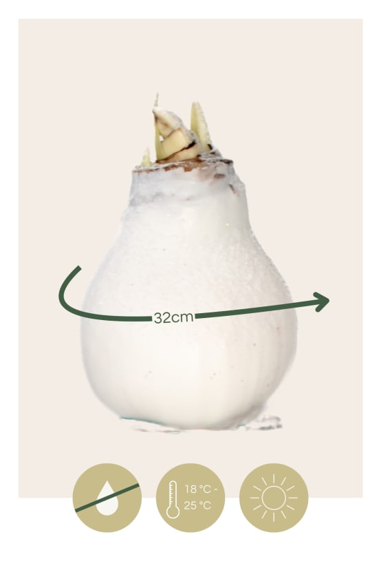 Amaryllis - Hippeastrum 'Wax Snow White' - Bulbe de fleur - Rouge ...