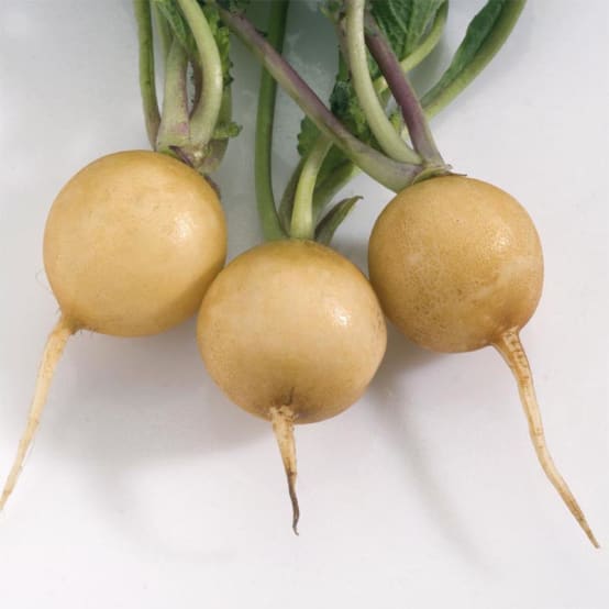 Radis Rave Zlata NT - Raphanus Sativus le sachet de 500 graines (5g ...