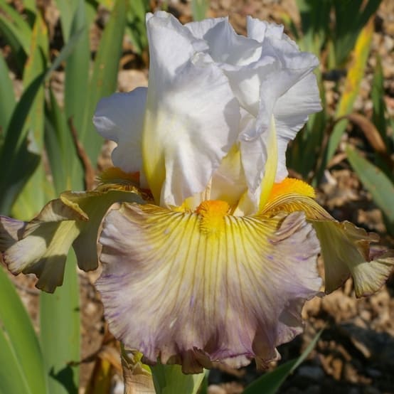 Iris germanica Sur la plage - Iris des Jardins - Rhizome, Calibre 10/15 ...