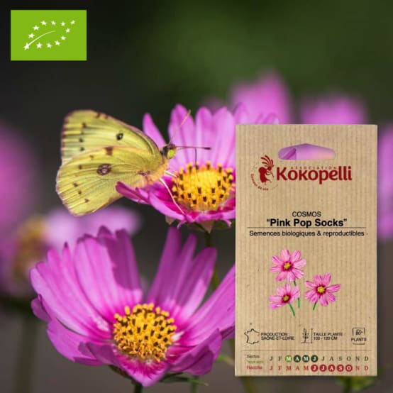 Graines bio à semer - Cosmos Pink Pop Socks- Association Kokopelli ...
