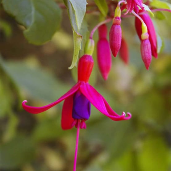 Fuchsia Genii Pot de 2L/3L - Jardiland