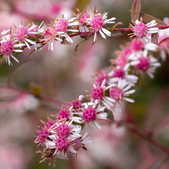 aster lateriflorus chloe
