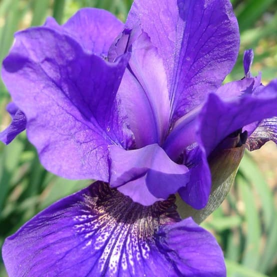 Iris Ruffled Velvet - Iris de Sibérie Godet de 8/9 cm - Jardiland