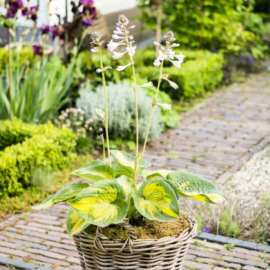 Hosta Alligator Alley Pot de 1,5L/2L - Jardiland