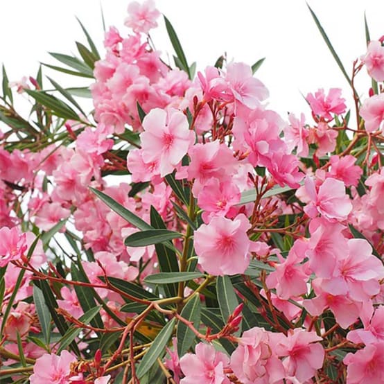 Laurier rose - Nerium oleander Rose Pot de 6L/7L - Jardiland
