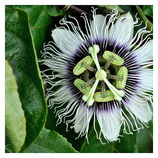 Passiflore à fruits flavicarpa à fleurs Blanche - feuillage Semi ...