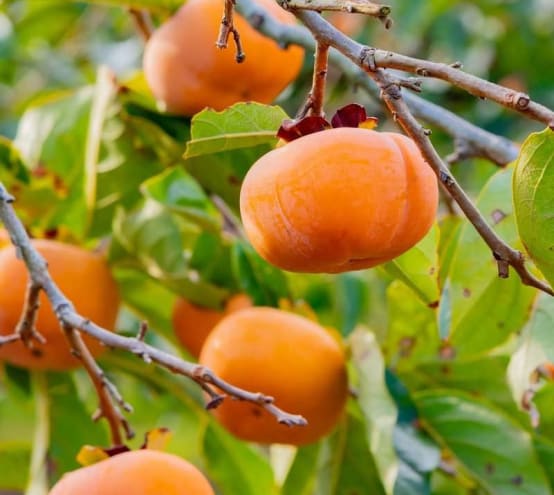 Diospyros virginiana (plaqueminier de virginie) Couleur floraison:Jaune ...