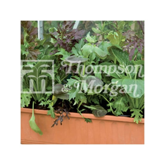 Salades à couper The Good Life Mix - Mesclun le sachet de 150 graines ...