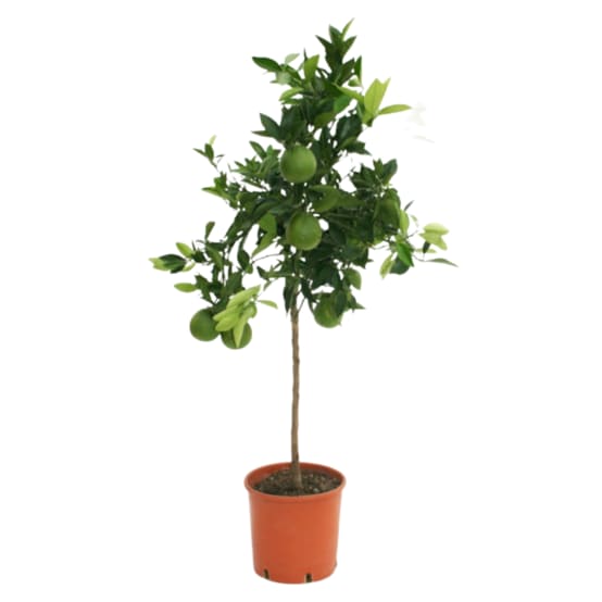 Oranger - Pot de 9 litres, hauteur 80/100 cm - Jardiland