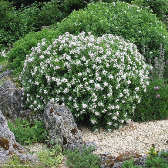 Daphne x transatlantica Eternal Fragrance Pot de 2L/3L - Jardiland