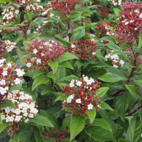 Viburnum tinus Lisarose - Laurier-tin rose Pot de 3L/4L - Jardiland
