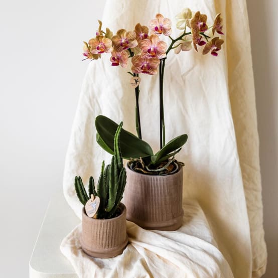 Pot Bali - Sable - Éclectisme Élégant- La Green Touch - Jardiland