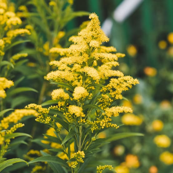 solidago canadensis golden baby