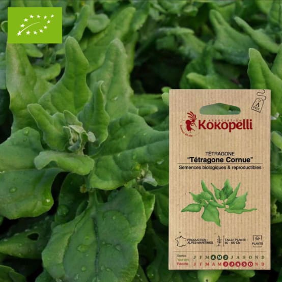 Graines bio à semer - Tétragone Tétragone Cornue- Association Kokopelli ...