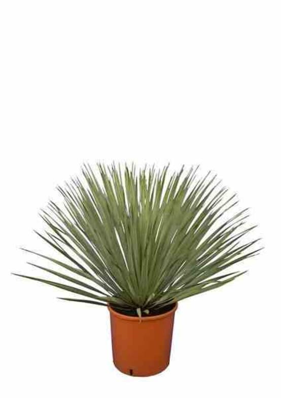 Yucca rostrata Couleur floraison:Blanc - Taille:Pot de 25L - 80/100cm ...
