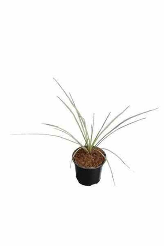 Yucca rostrata Couleur floraison:Blanc - Taille:Pot de 25L - 80/100cm ...