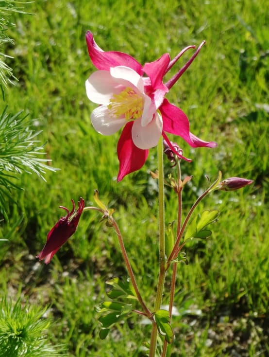 Graines d'Ancolie hybride Mac Kana - Aquilegia x cultorum le sachet de ...