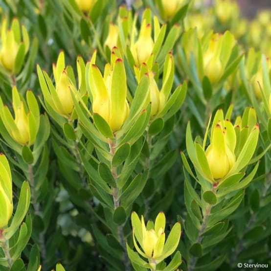 Leucadendron Safari Goldstrike Pot de 3L/4L - Jardiland
