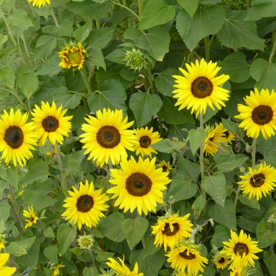 Graines de Tournesol nain Bambino - Helianthus annuus - Graines - Jardiland