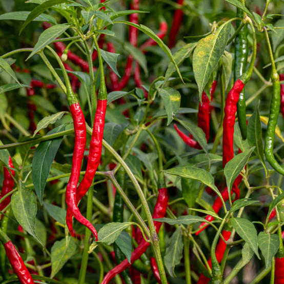 Piment doux très long des Landes - Capsicum annuum le sachet de 60 ...