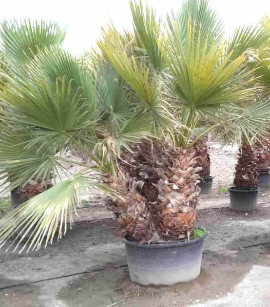 Trachycarpus Naini Tal Couleur floraison:jaune - Taille:Pot de 12 ...