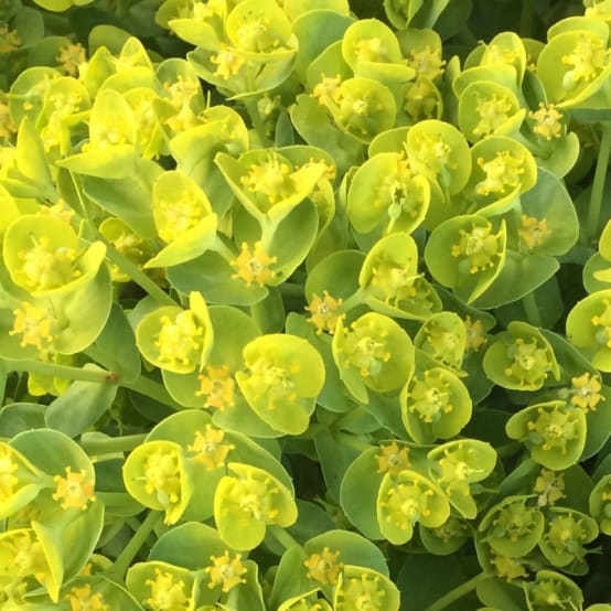 Euphorbe polychrome à fleurs Jaune - feuillage Semi-Persistant - Godet ...