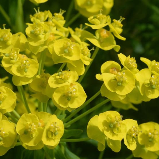 Euphorbe polychrome à fleurs Jaune - feuillage Semi-Persistant - Godet ...