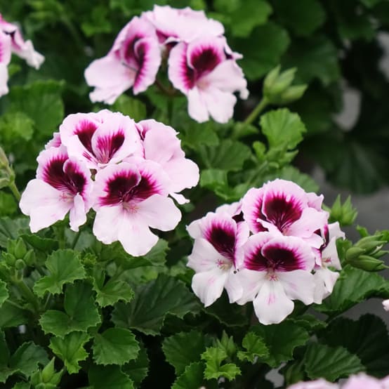 Pelargonium - Géranium parfumé Mosquitaway Lizzy Mini-motte 4 cm (par 5 ...
