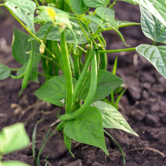 Haricot nain à filet Novirex le sachet de 120 graines (60g) - Jardiland