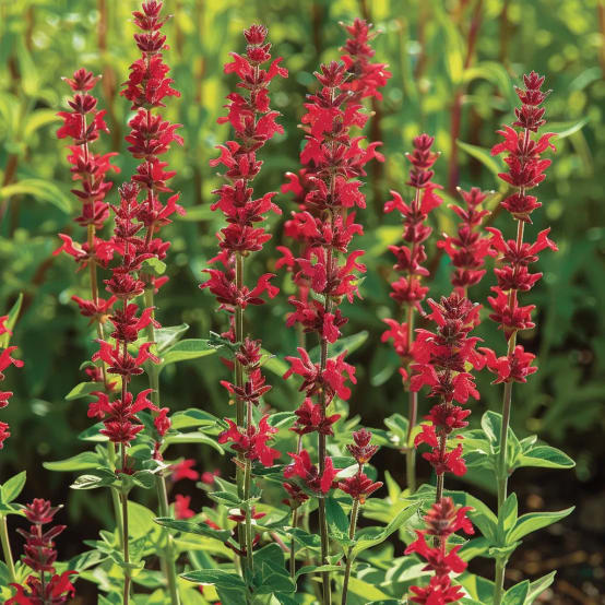 100 Graines de Sauge Rouge écarlate (Salvia coccinea scarlet ...