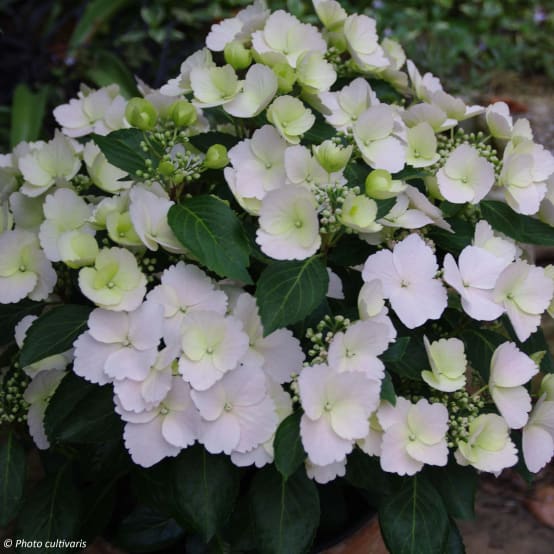 Hortensia - Hydrangea Runaway Bride en pot de 3,5L - Jardiland