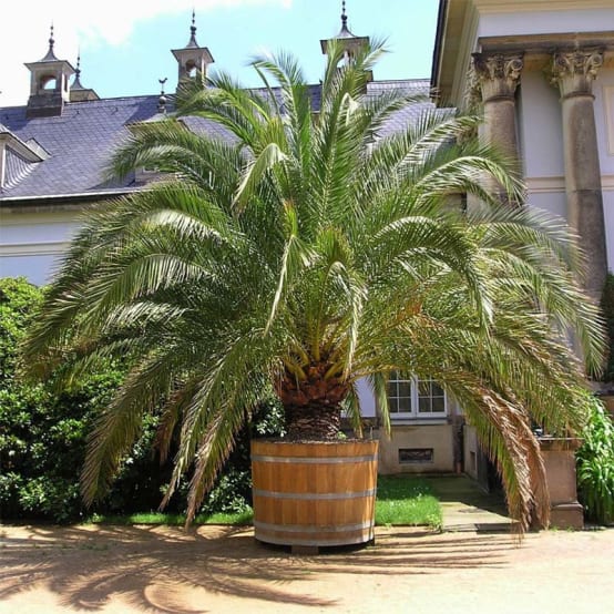 Phoenix canariensis - Palmier dattier des Canaries Pot de 1L/1,5L ...