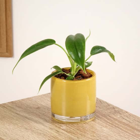 Philodendron 69686 Mini-plante - Jardiland