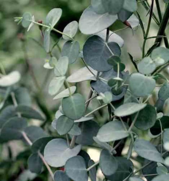 Eucalyptus gunnii (Gommier bleu ou gommier cidre) Couleur floraison ...