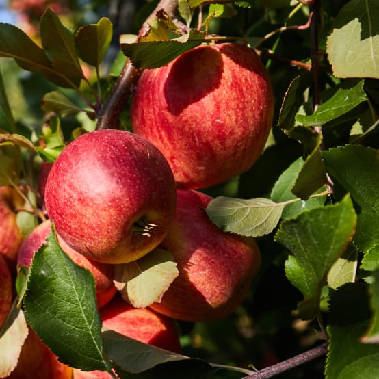 Arbres fruitiers - x16 - Pommier, Cerisier, Poirier et Prunier - 60 ...