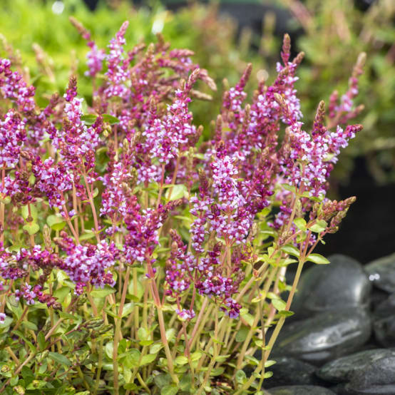 Rotala rotundifolia Green - Rotala à feuilles rondes Pot de 1L/1,5L ...