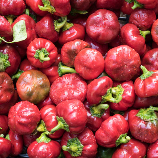 Poivron Kobold F1 - Piment à saveur douce le sachet de 8 graines ...