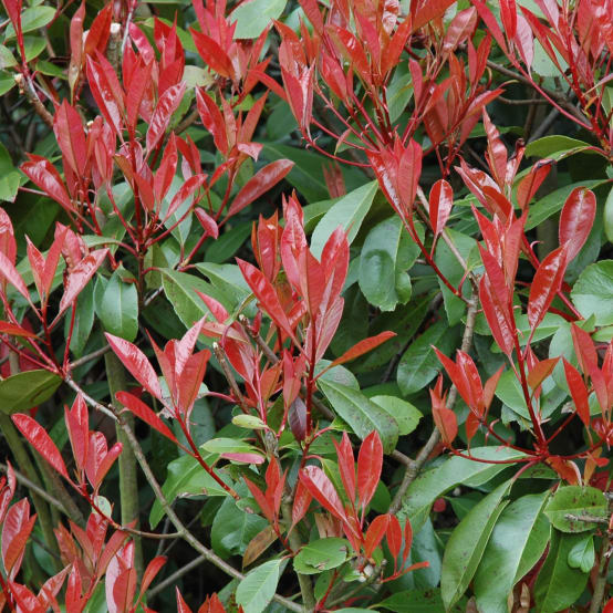 Photinia Little Red Robin en pot de 10L - Jardiland