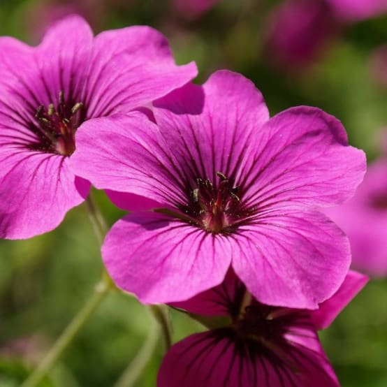 Géranium vivace Patricia à fleurs Rose - feuillage Persistant - Pot de ...