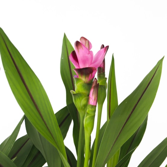 Tulipe siamoise - Curcuma 'Siam Splash' - Rose - H40-60cm - ⌀13cm ...