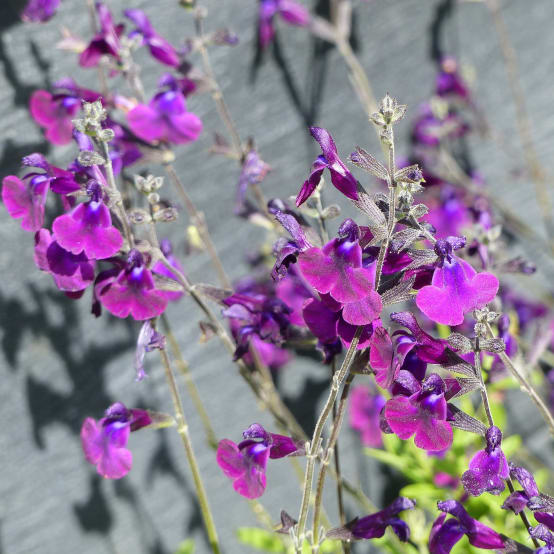 Sauge arbustive Nachtvlinder - Salvia microphylla Pot de 2L/3L - Jardiland