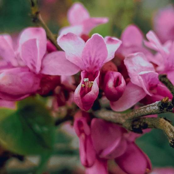 Cercis du Canada Ruby Falls®, Arbre de Judée, Gainier du Canada à ...