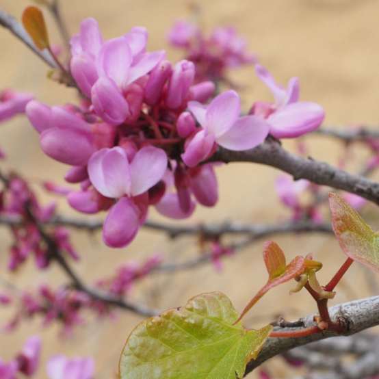 Cercis du Canada Ruby Falls®, Arbre de Judée, Gainier du Canada à ...