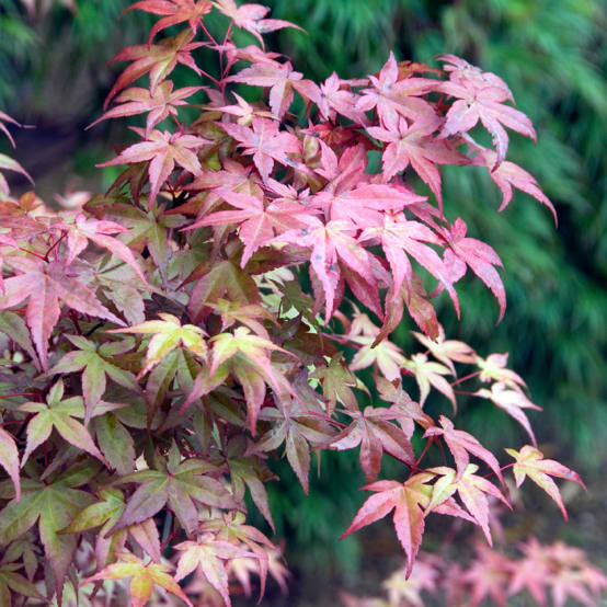 Érable du Japon - Acer palmatum Deshojo Pot de 4L/5L, Gréffé - Jardiland