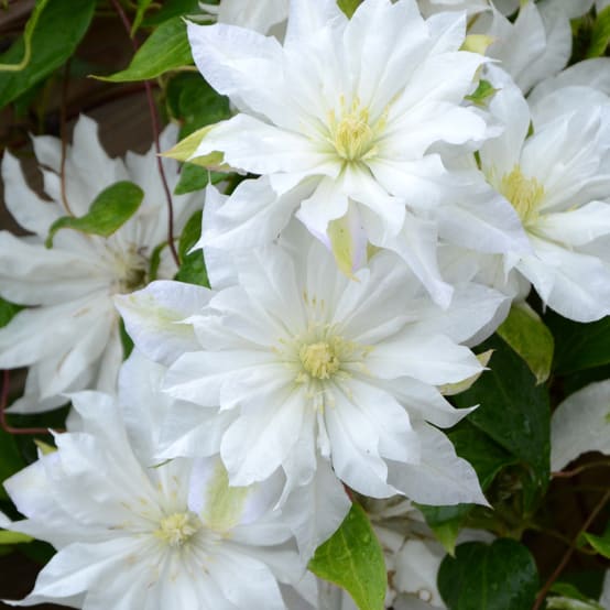 Clématite - Clematis First Love Pot de 2L/3L - Jardiland
