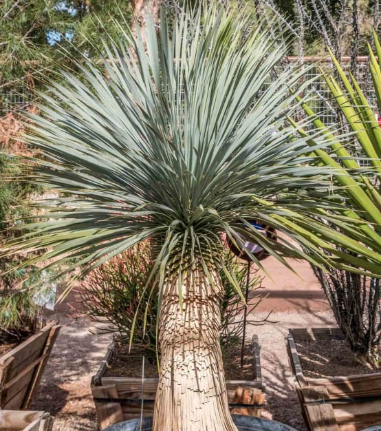 Yucca rostrata Couleur floraison:Blanc - Taille:pot de 45L tronc 100 ...