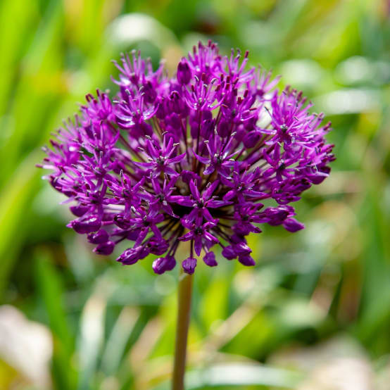 Ail - Set de 60 - Allium 'Purple Sensation' - Bulbes à fleurs - Violet ...