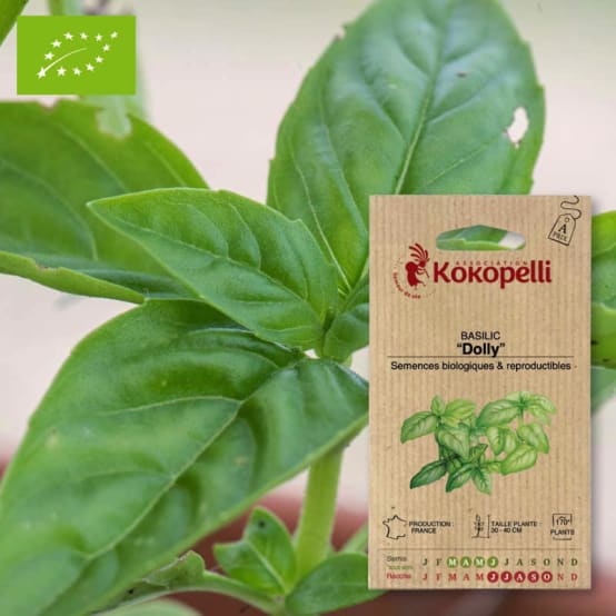 Basilic Dolly- Graines bio à semer - Jardiland
